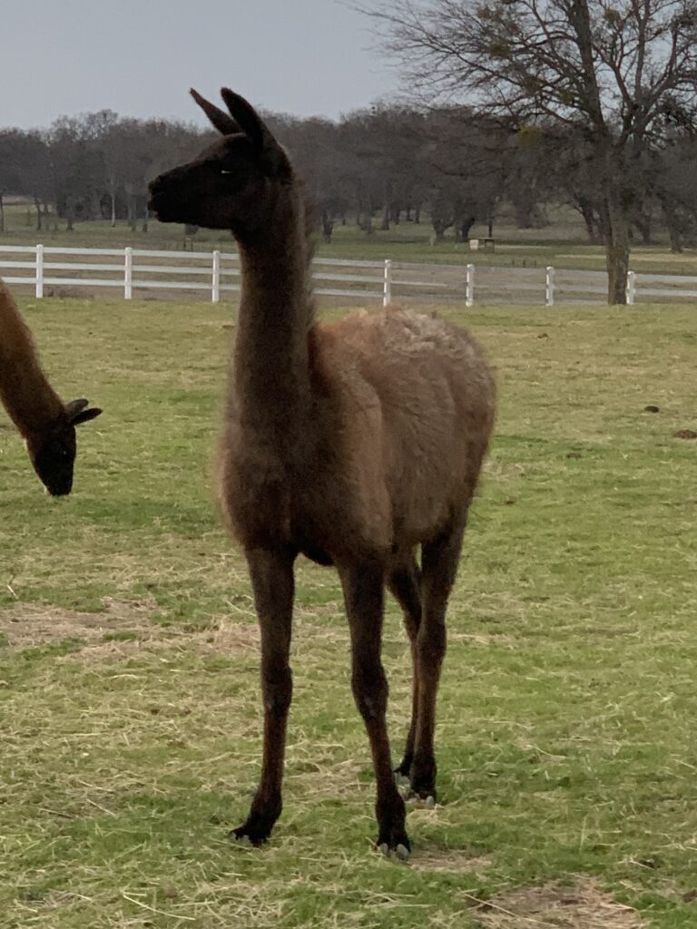 Llamas – Hidden Pond Ranch